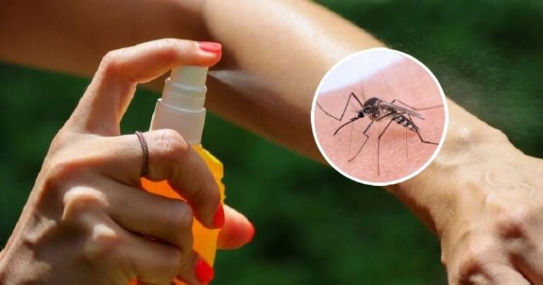 Repelente casero de mosquitos: una solución efectiva y económica | Cipo360
