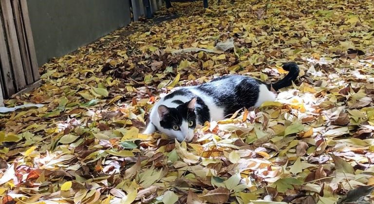 El día del Animal se festeja en Cipolletti con una campaña de ...