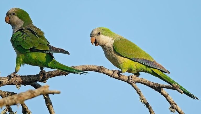 Las cotorras, una plaga devastadora que preocupa a los productores del ...