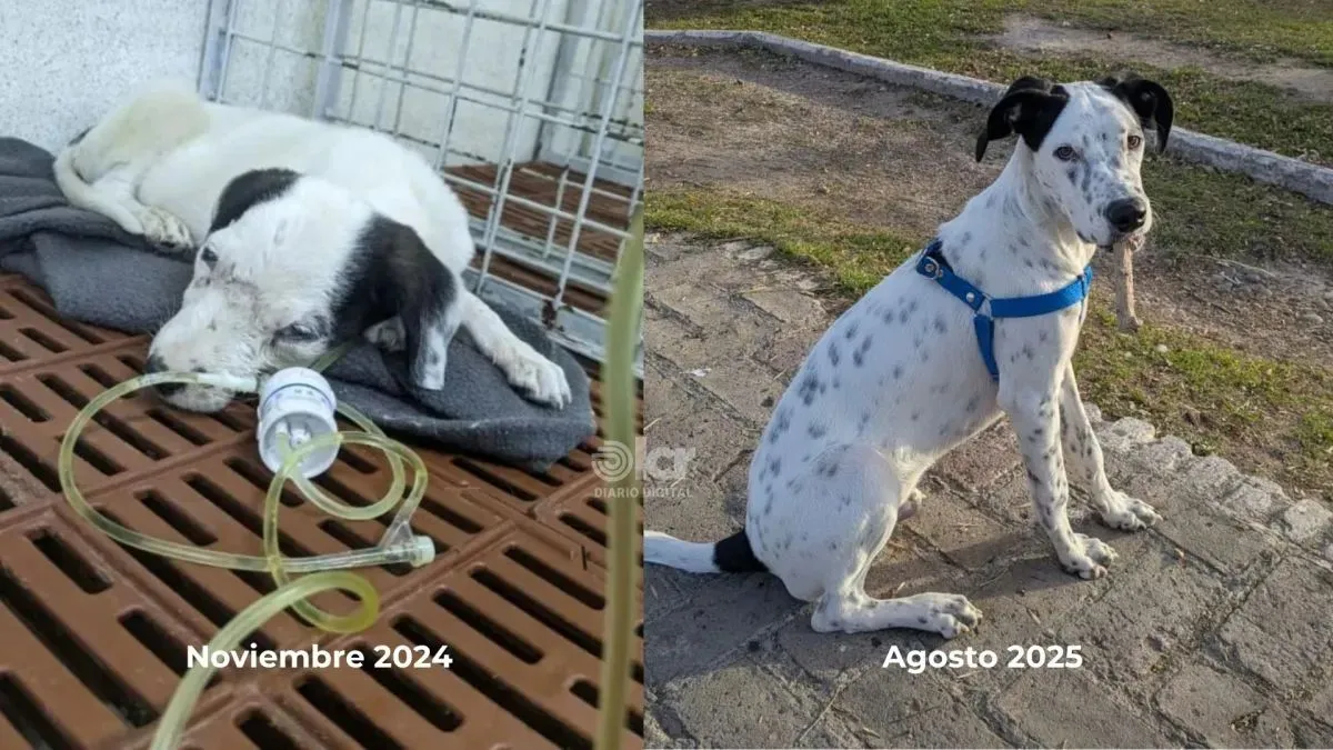 Camila, la rionegrina que quiere entrar a Gran Hermano para crear un ...